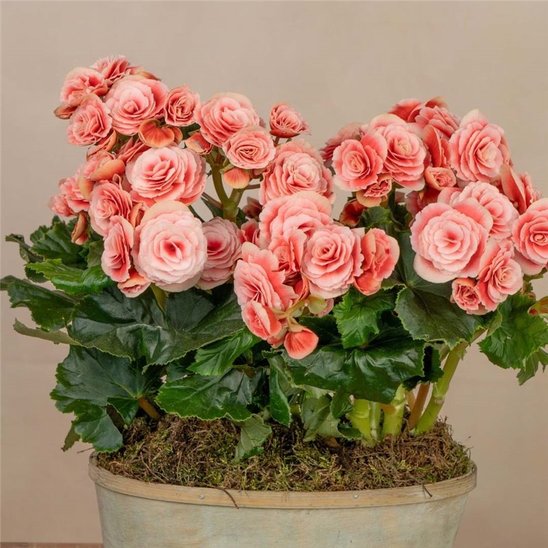Composición de Begonias