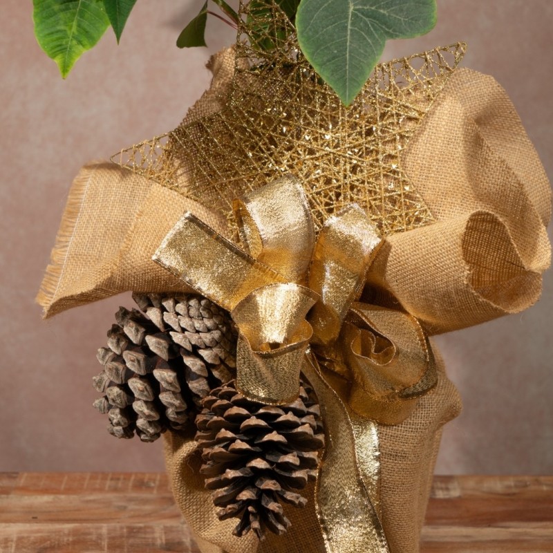 Poinsettia Gold